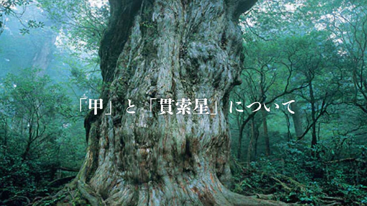 木は人となり、人は木となり～甲と貫索星のお話～ - 葵算命塾 - 自分らしい未来を切り開く算命学講座